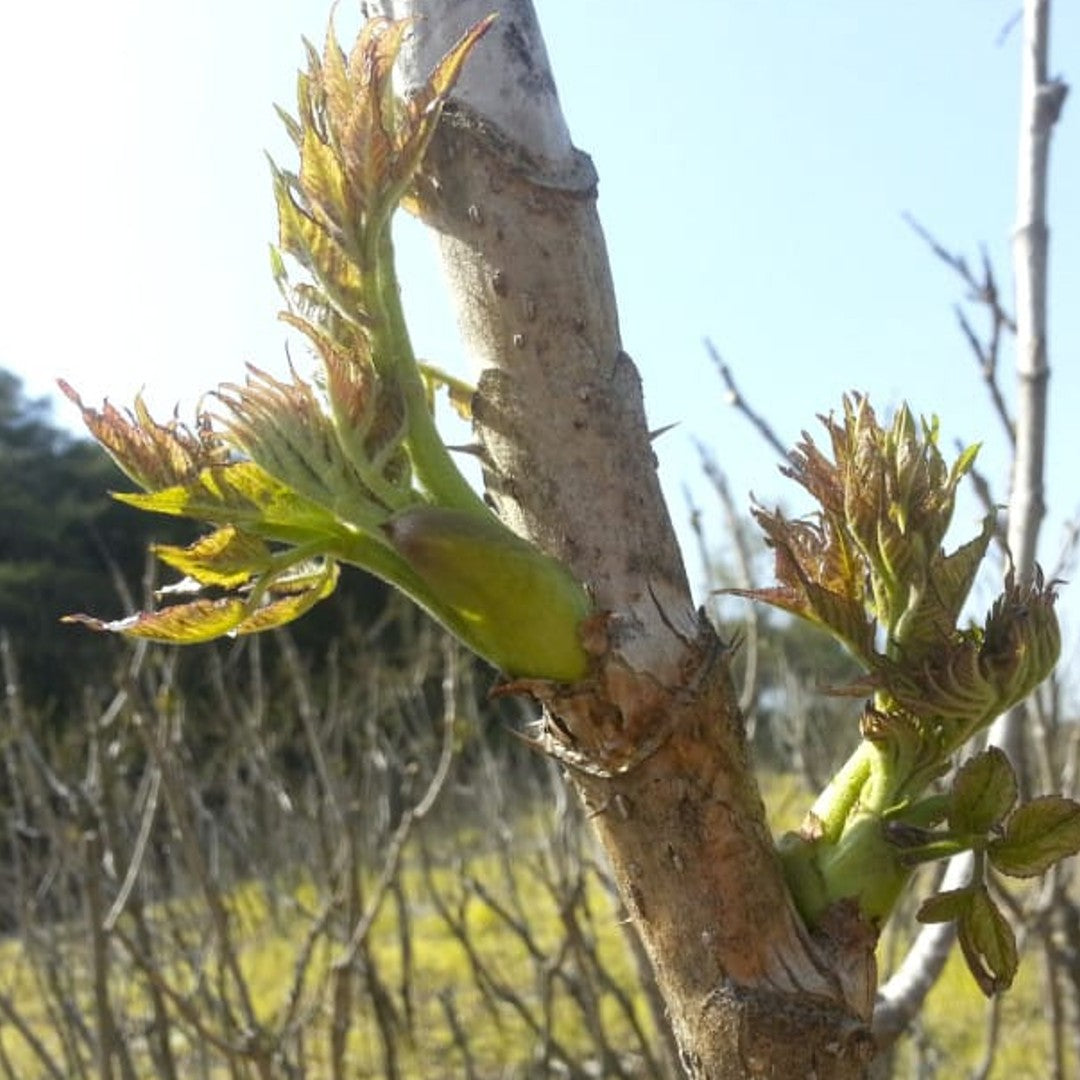 Premium Korean Online boutique, SoGoodK │ 쏘굿케이