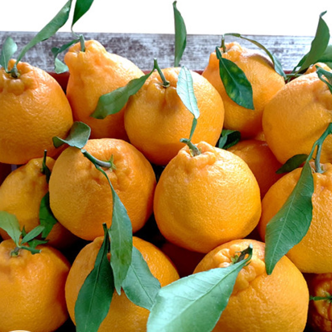 Premium Korean Online boutique, SoGoodK │ 쏘굿케이